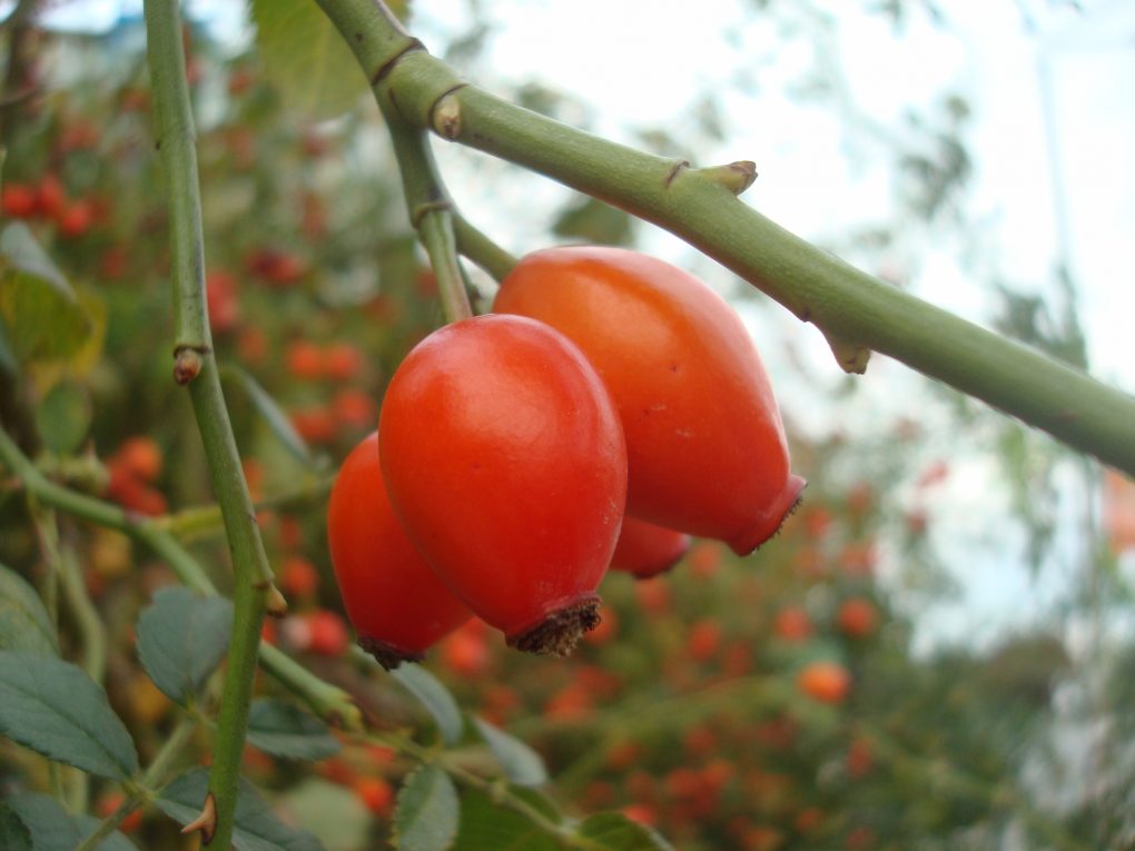 Wild Rose for Your Health and Beauty! - Anna Lewandowska - healthy plan ...